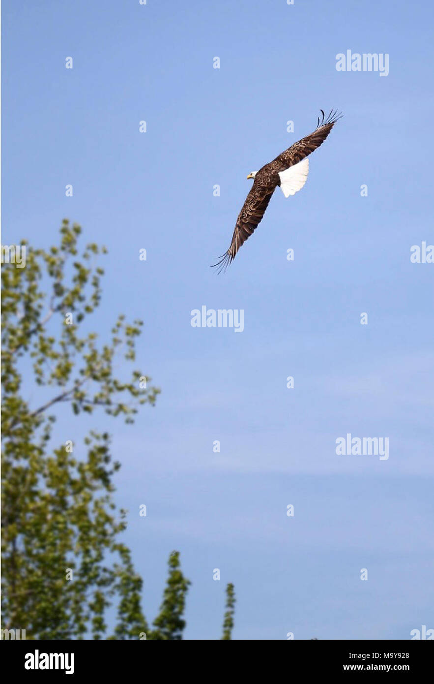 Eagle flying. Eagle in left turn Stock Photo - Alamy