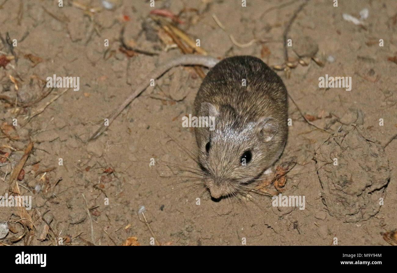 Endangered Pacific Pocket Mouse in new home Stock Photo - Alamy