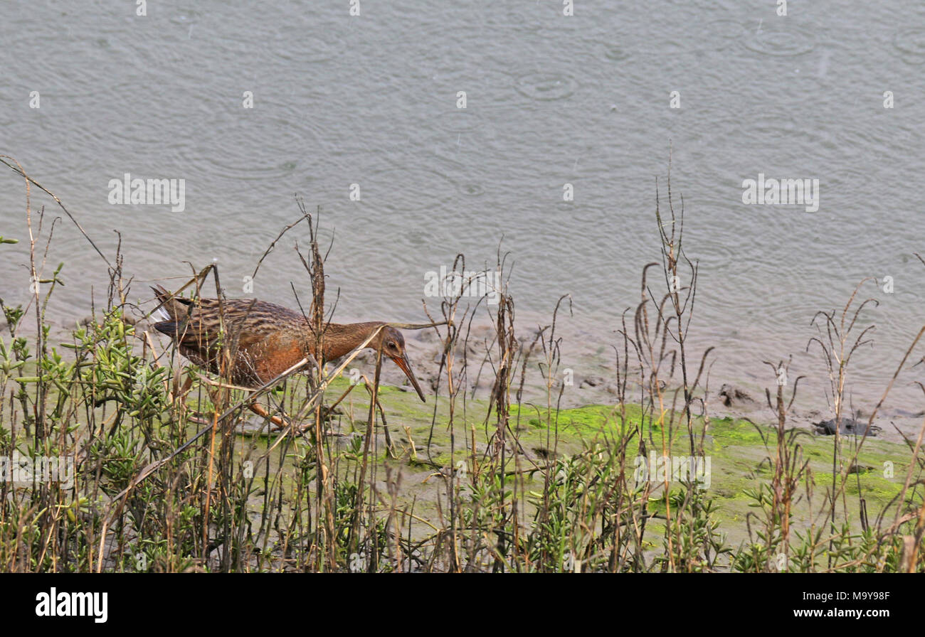 Federally endangered Ridgway's clapper rail hunting for lunch Stock ...