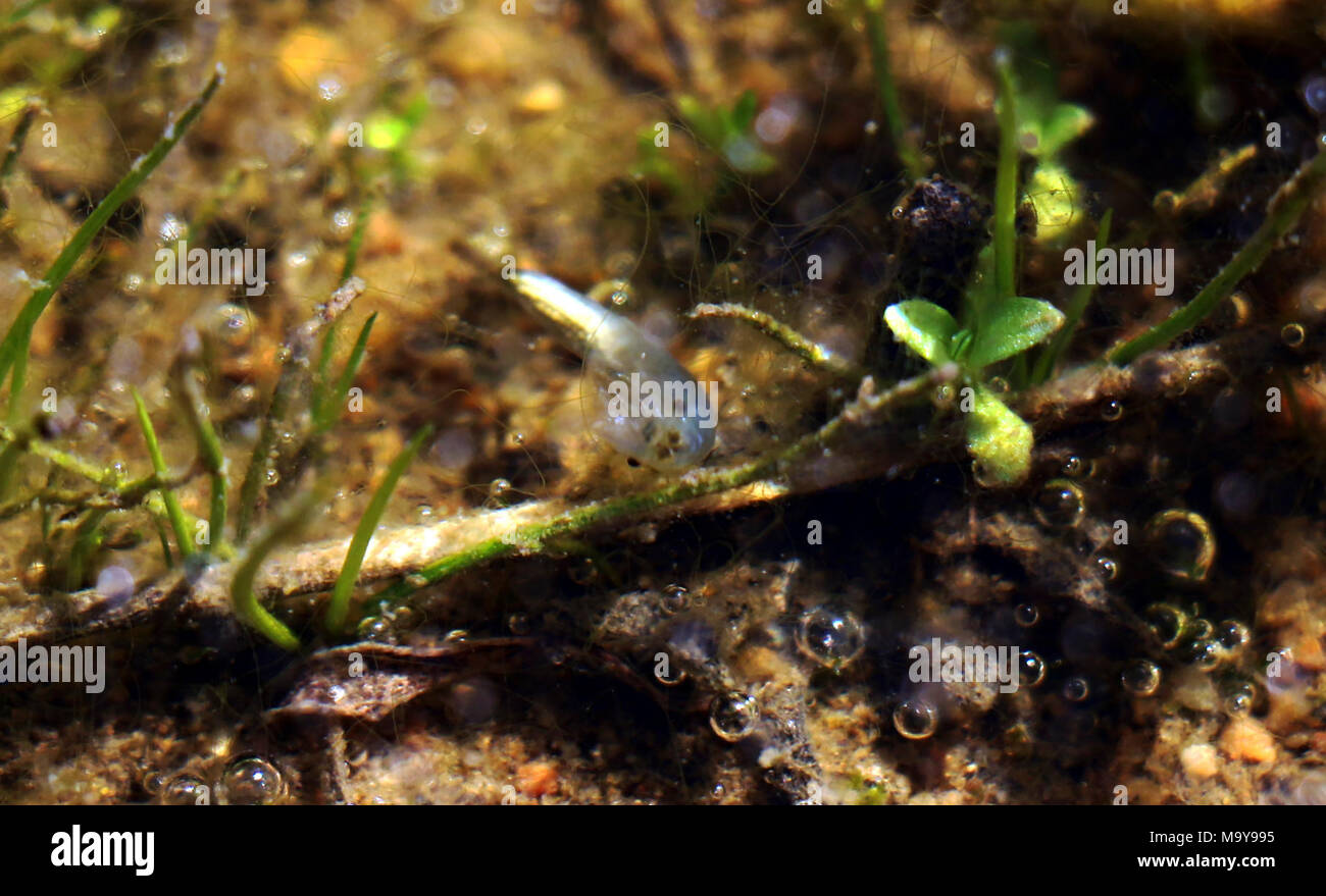 Vernal pool fairy shrimp hi-res stock photography and images - Alamy