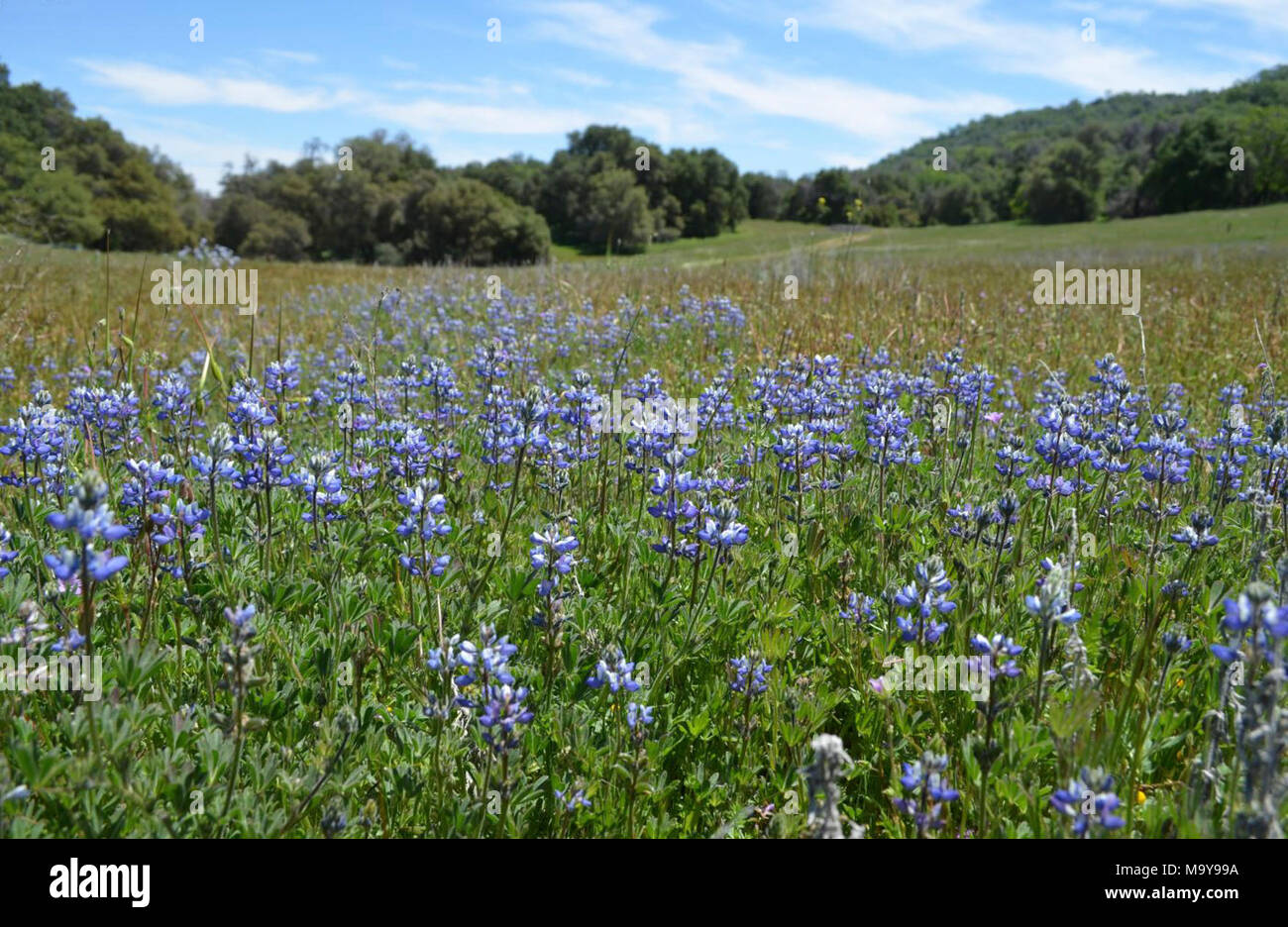 Field of miniature lupine (Lupinus bicolor). Partners for Fish and ...