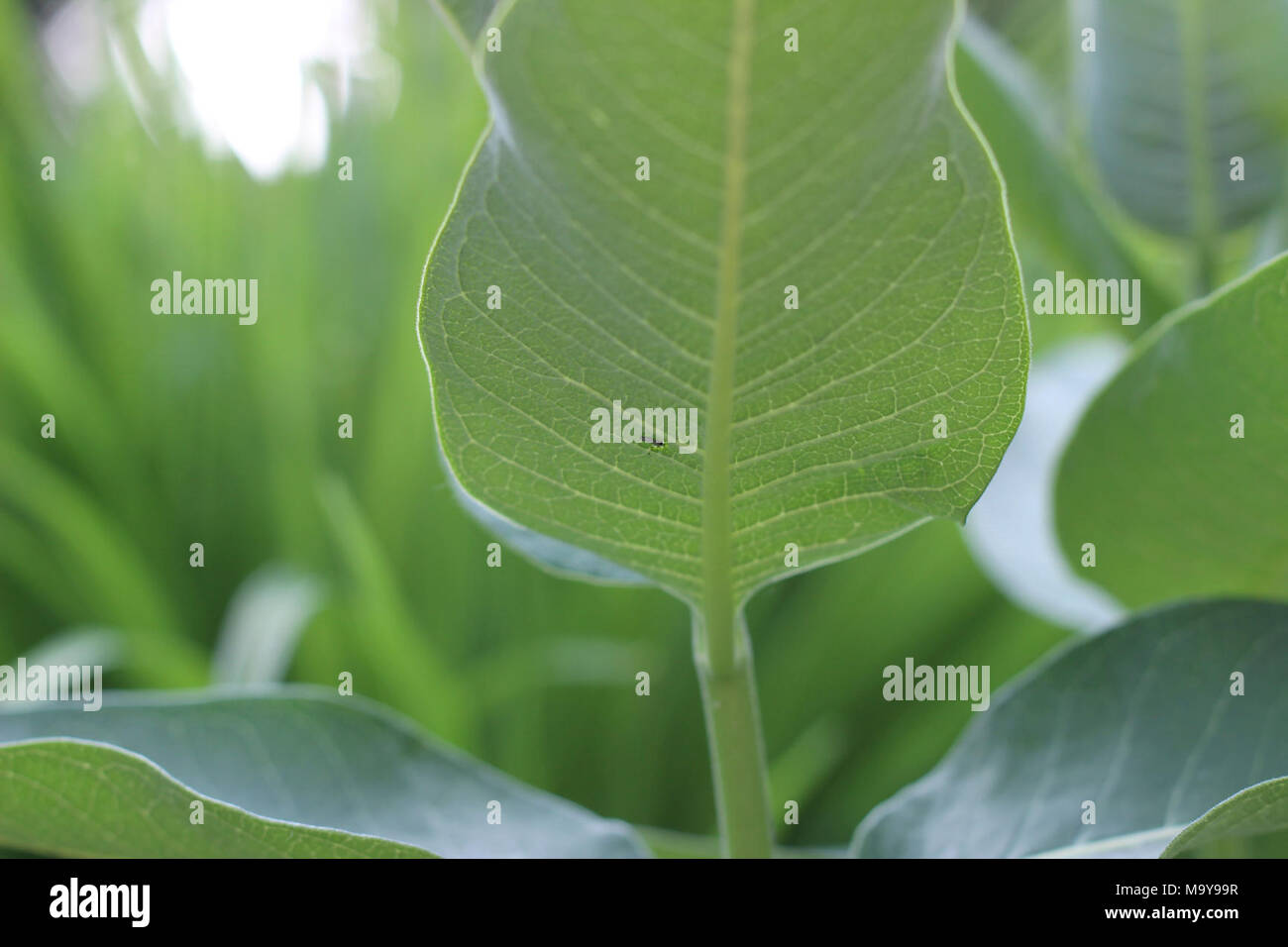 First Instar Monarch Caterpillar Stock Photo - Alamy