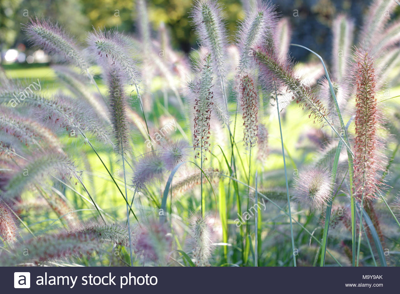 Ornamental Flowering Grasses High Resolution Stock Photography and ...
