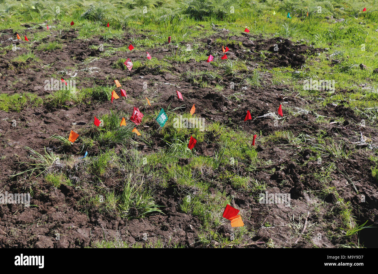 Federally listed plant hi-res stock photography and images - Alamy