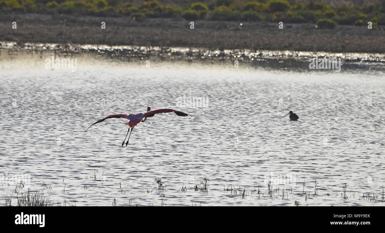Flamingo flying. (Lisa Cox/USFWS Stock Photo - Alamy