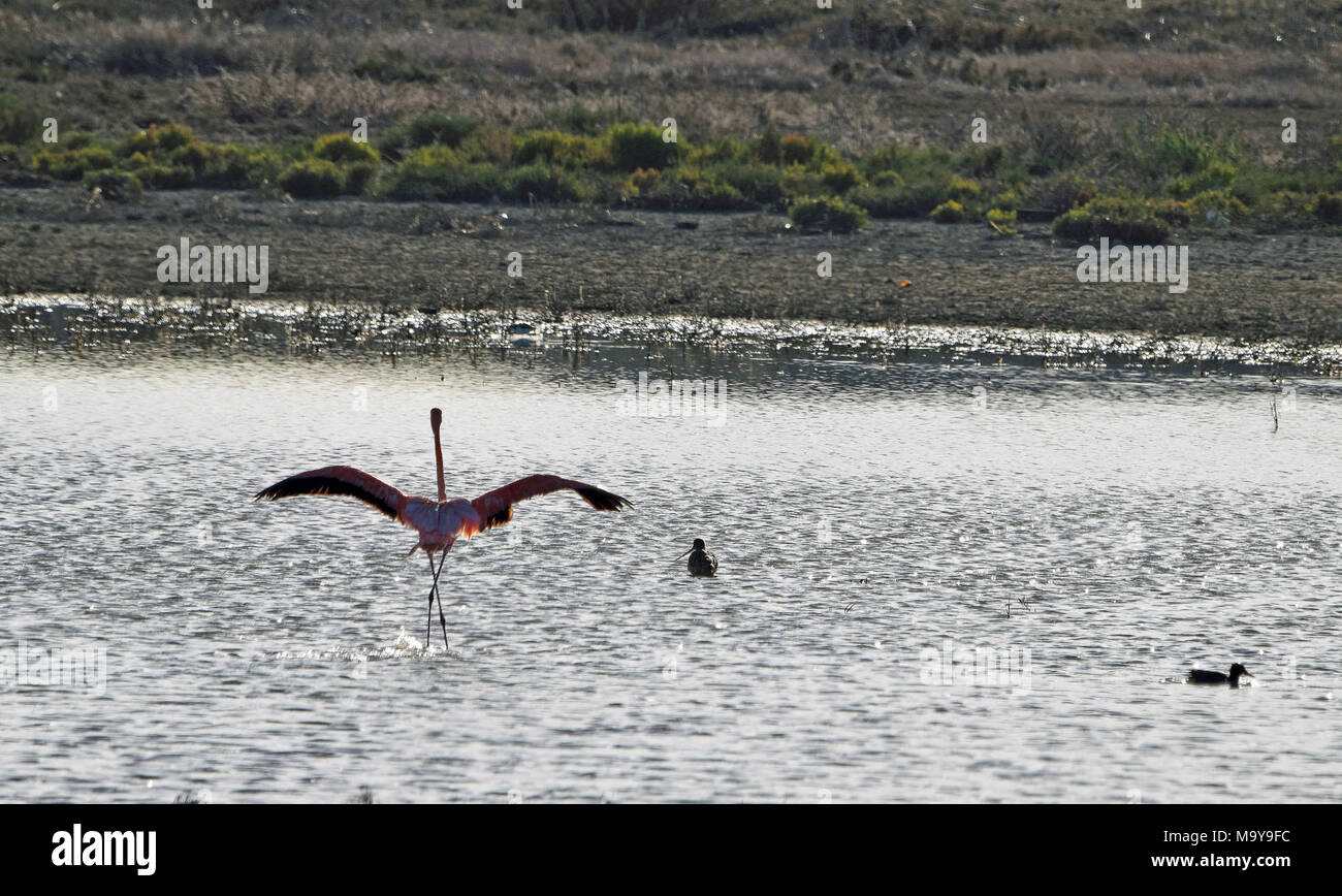 Flamingo landing. The missing secondary feathers on the right wing ...