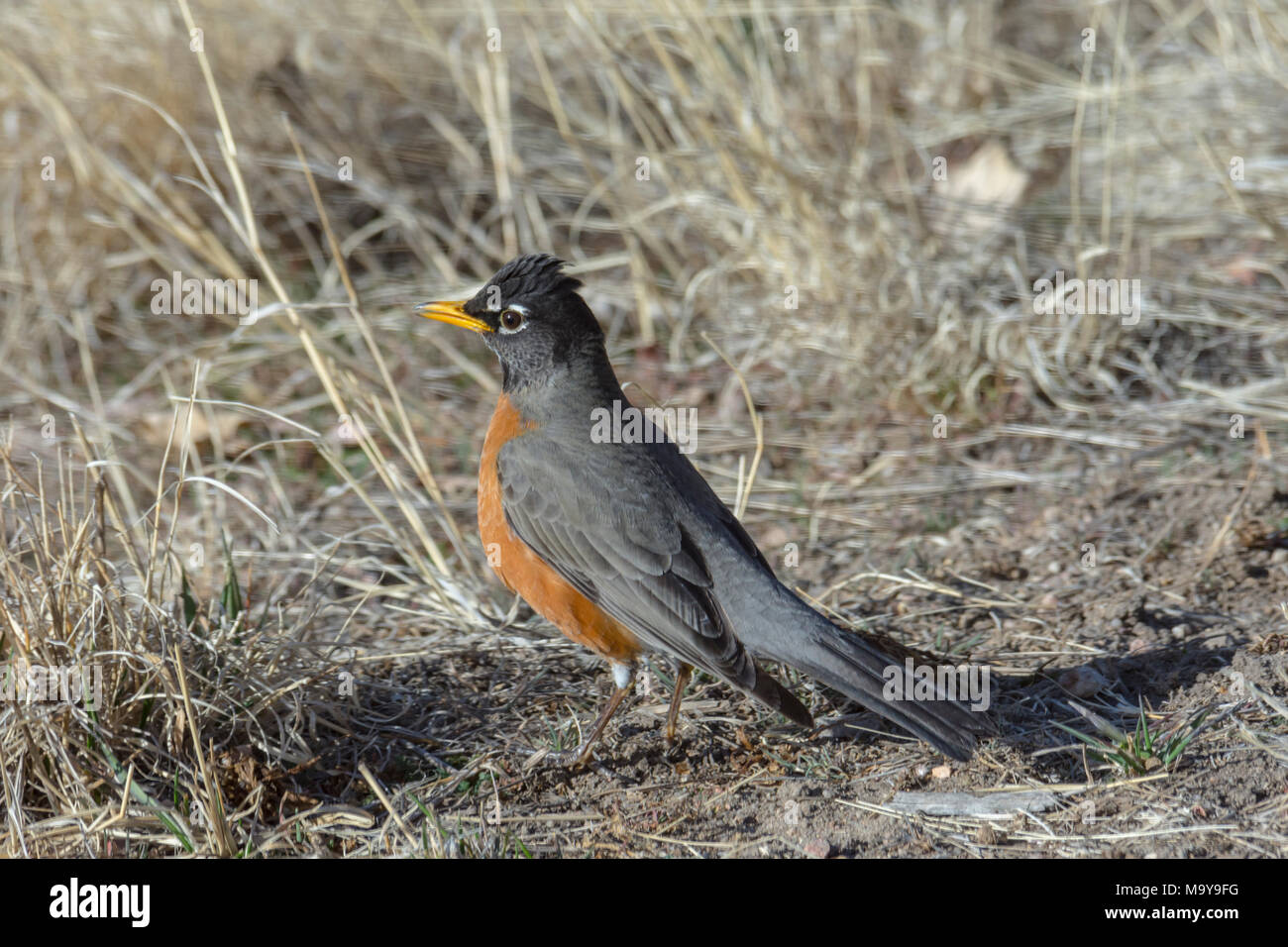 American Robin in early spring, Castle Rock Colorado US Stock Photo - Alamy
