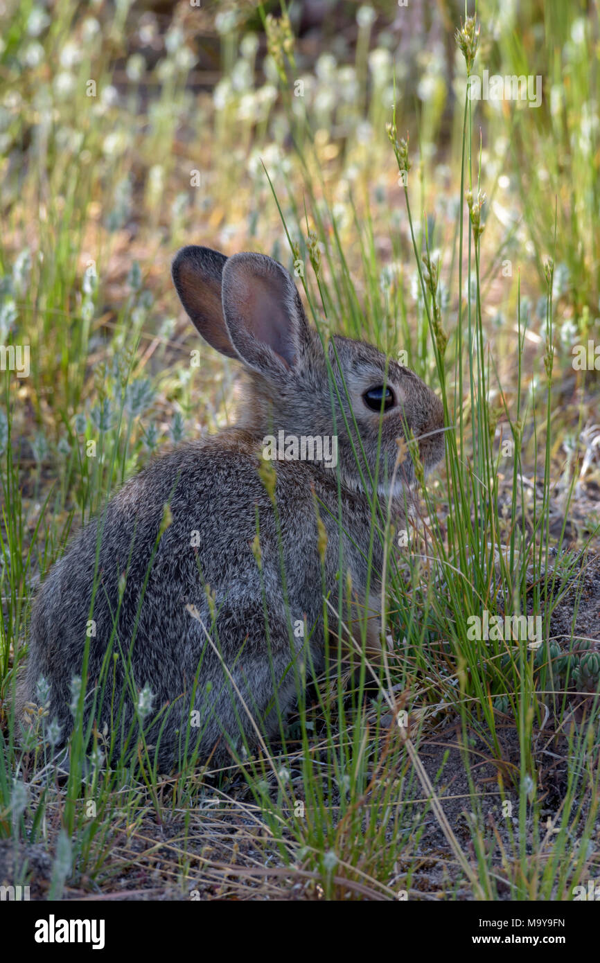 Cottontail us hi-res stock photography and images - Alamy
