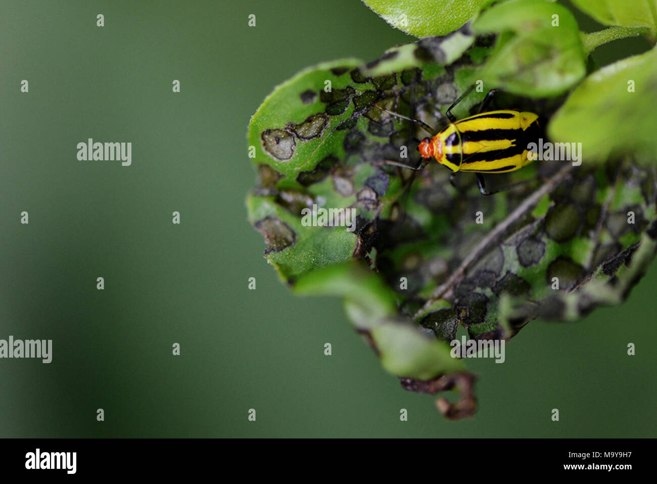 Four-lined plant bug. Damage caused by the four-lined plant bug is ...