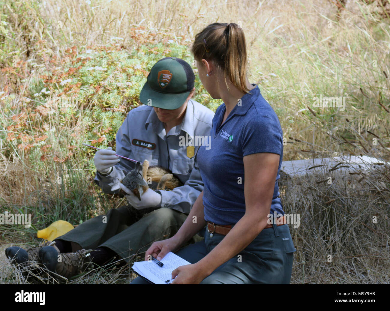 Fox health check conducted by National Park Service and The Stock Photo ...