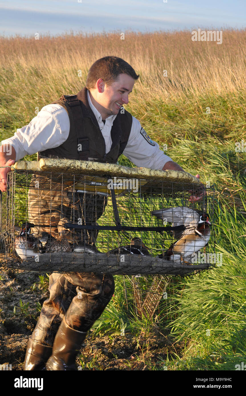Fred Oslund of USFWS HAPET. HAPET biologist Fred Oslund readies wood ...