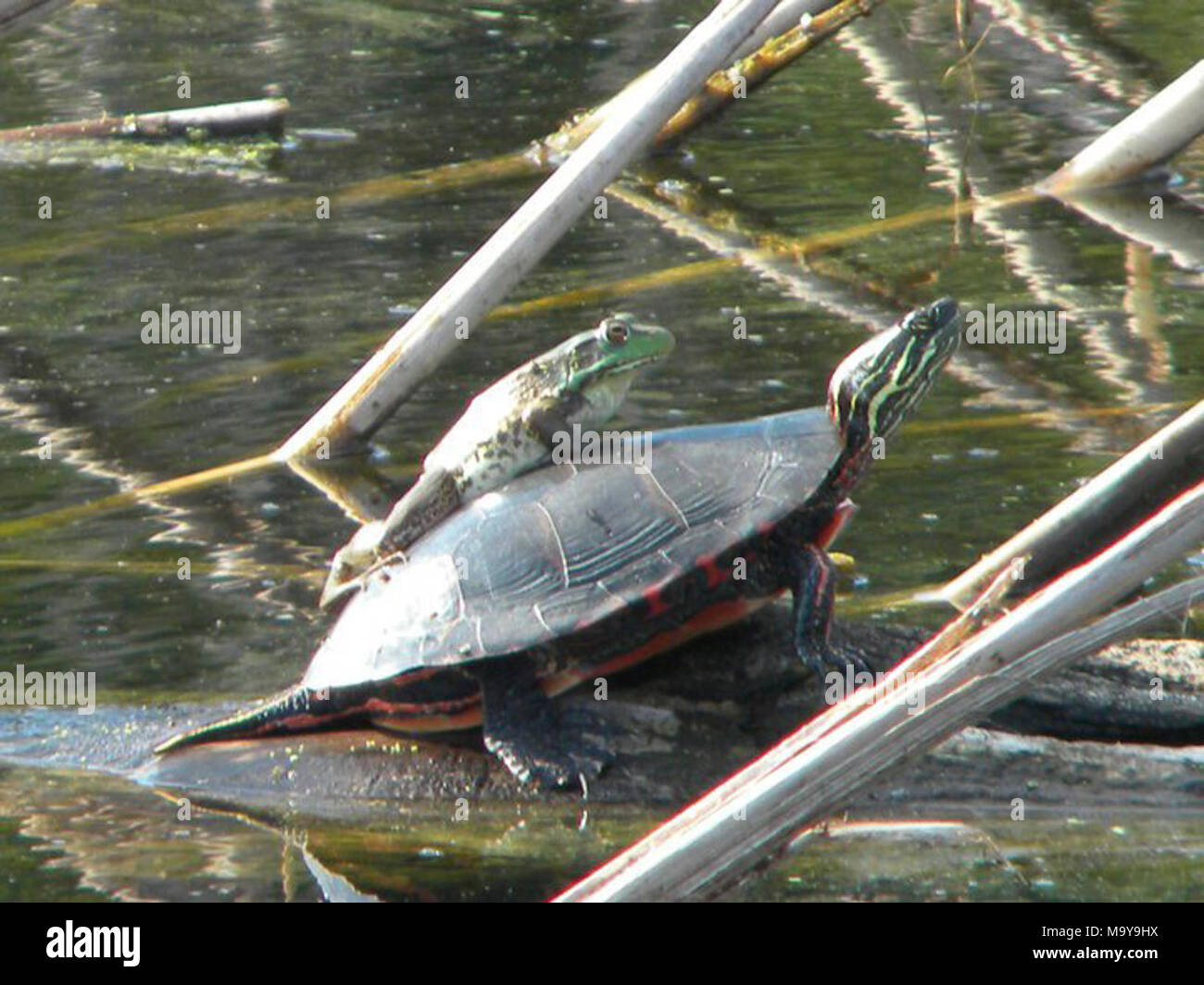 Frog and Turtle Stock Photo - Alamy