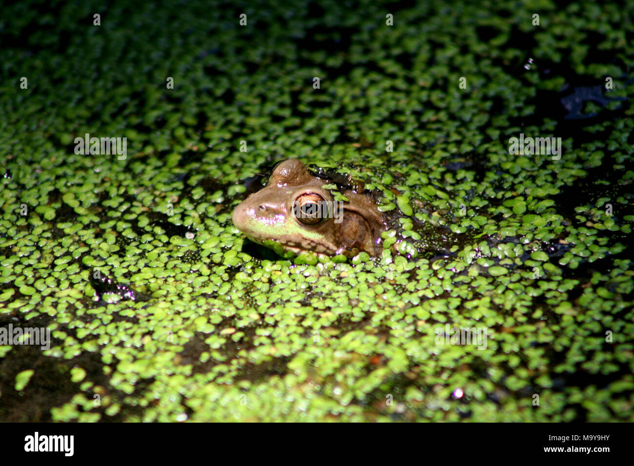 Frog in the water Stock Photo - Alamy