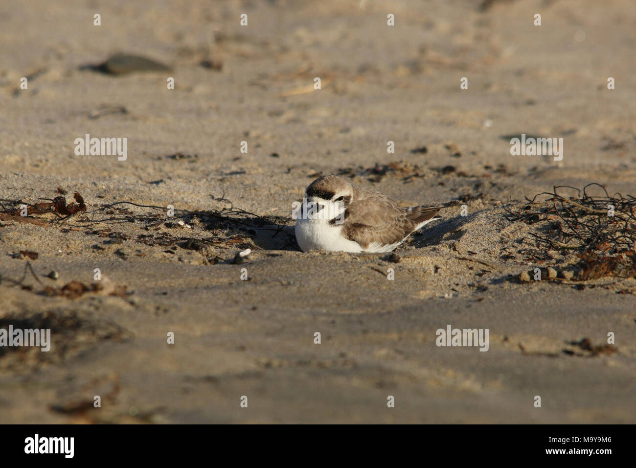 Westernsnowyplover High Resolution Stock Photography and Images - Alamy