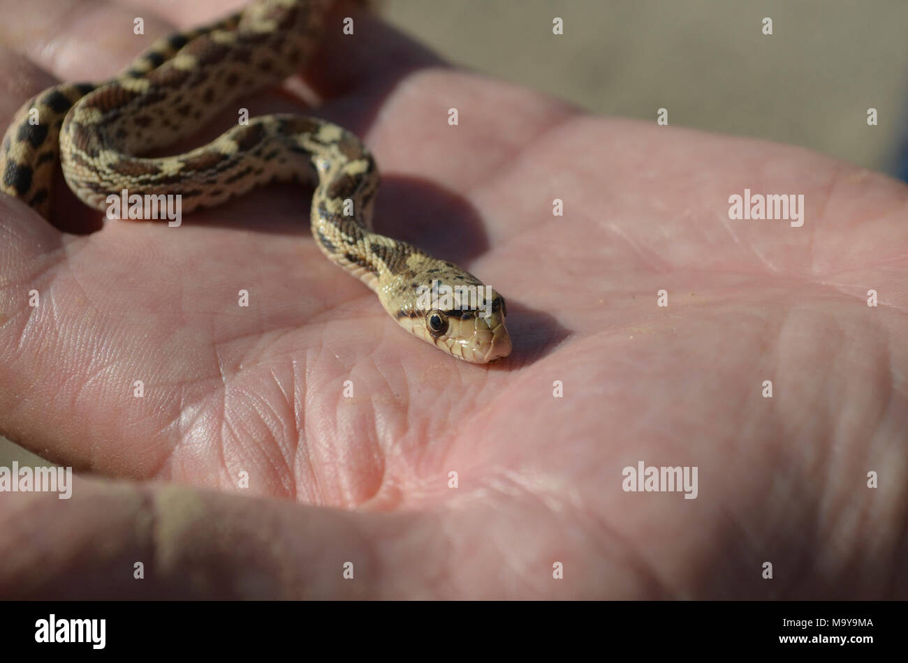 Milipitas hi-res stock photography and images - Alamy