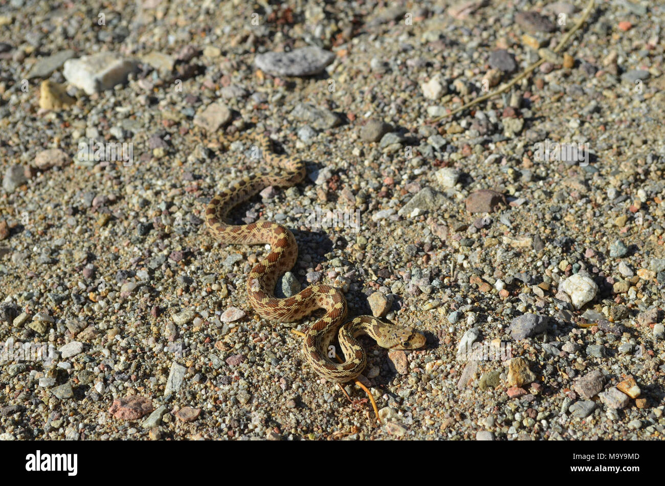 Milipitas hi-res stock photography and images - Alamy