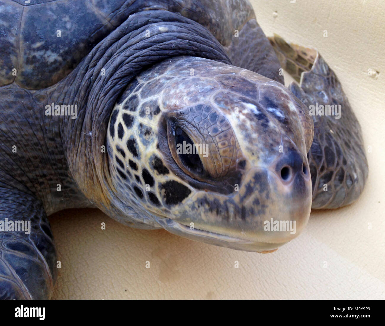 Rehabbed animals hi-res stock photography and images - Alamy