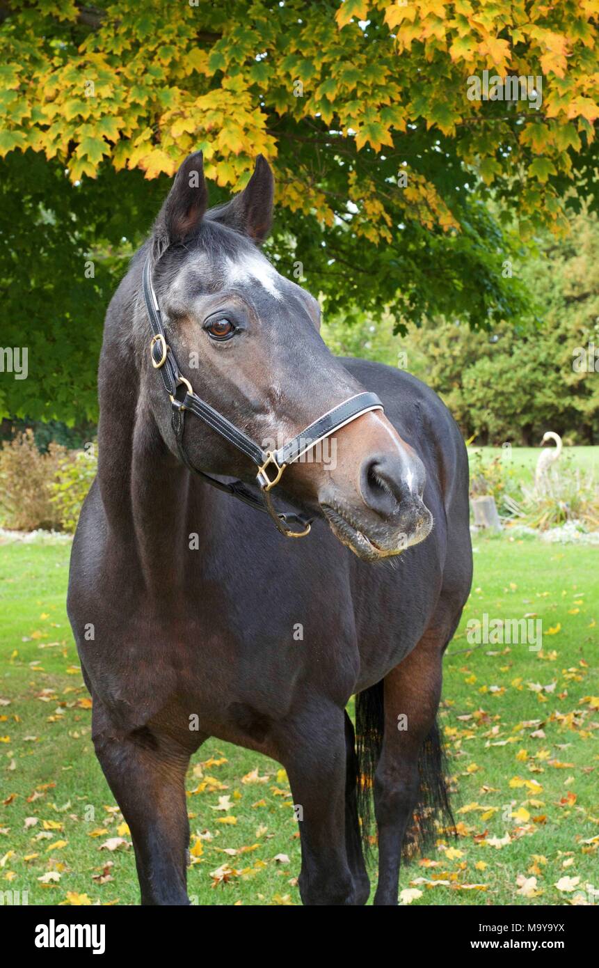 a retired senior horse Stock Photo - Alamy