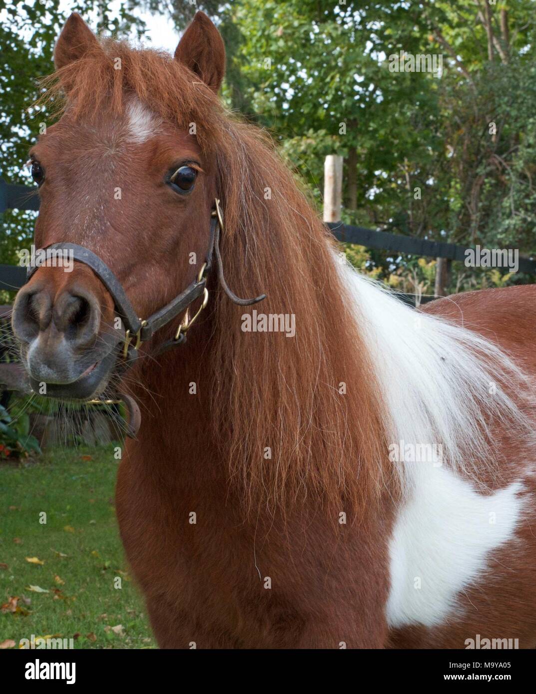 miniature horse portrait, paddock portraits, outside in the afternoon ...
