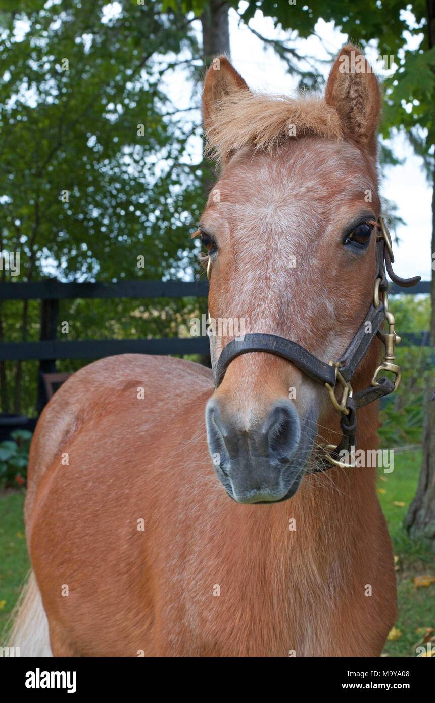 miniature horse portrait, paddock portraits, outside in the afternoon ...