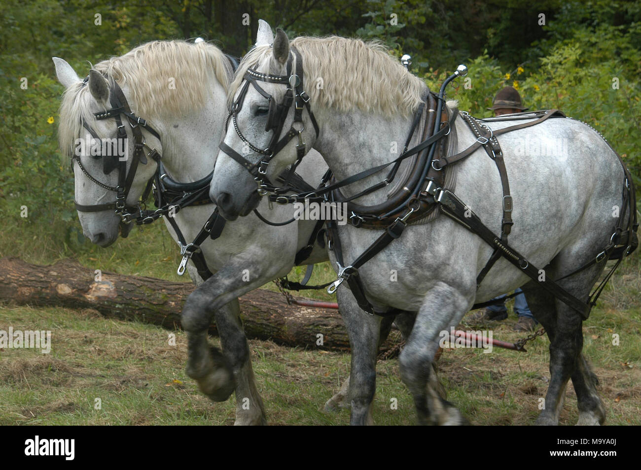 Horse logging history hi-res stock photography and images - Alamy