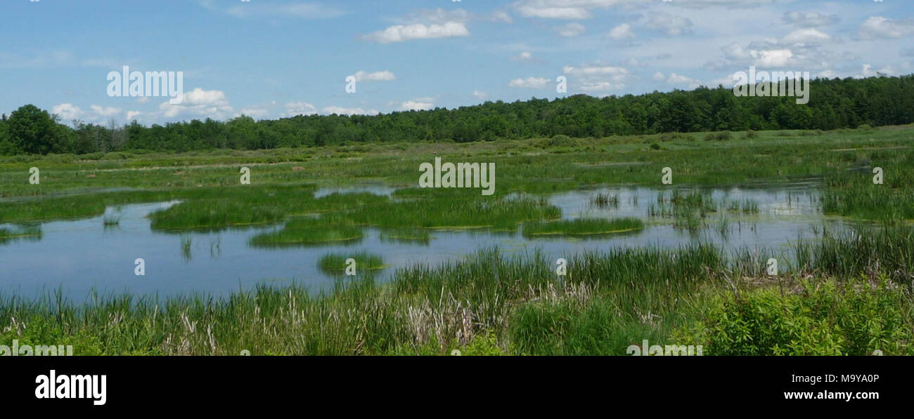 Palustrine wetlands hi-res stock photography and images - Alamy
