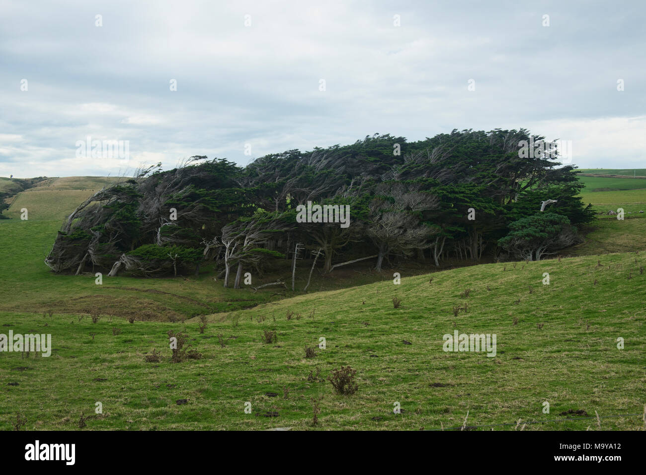 Windswept trees battered by Antarctic winds in the Roaring Forties ...