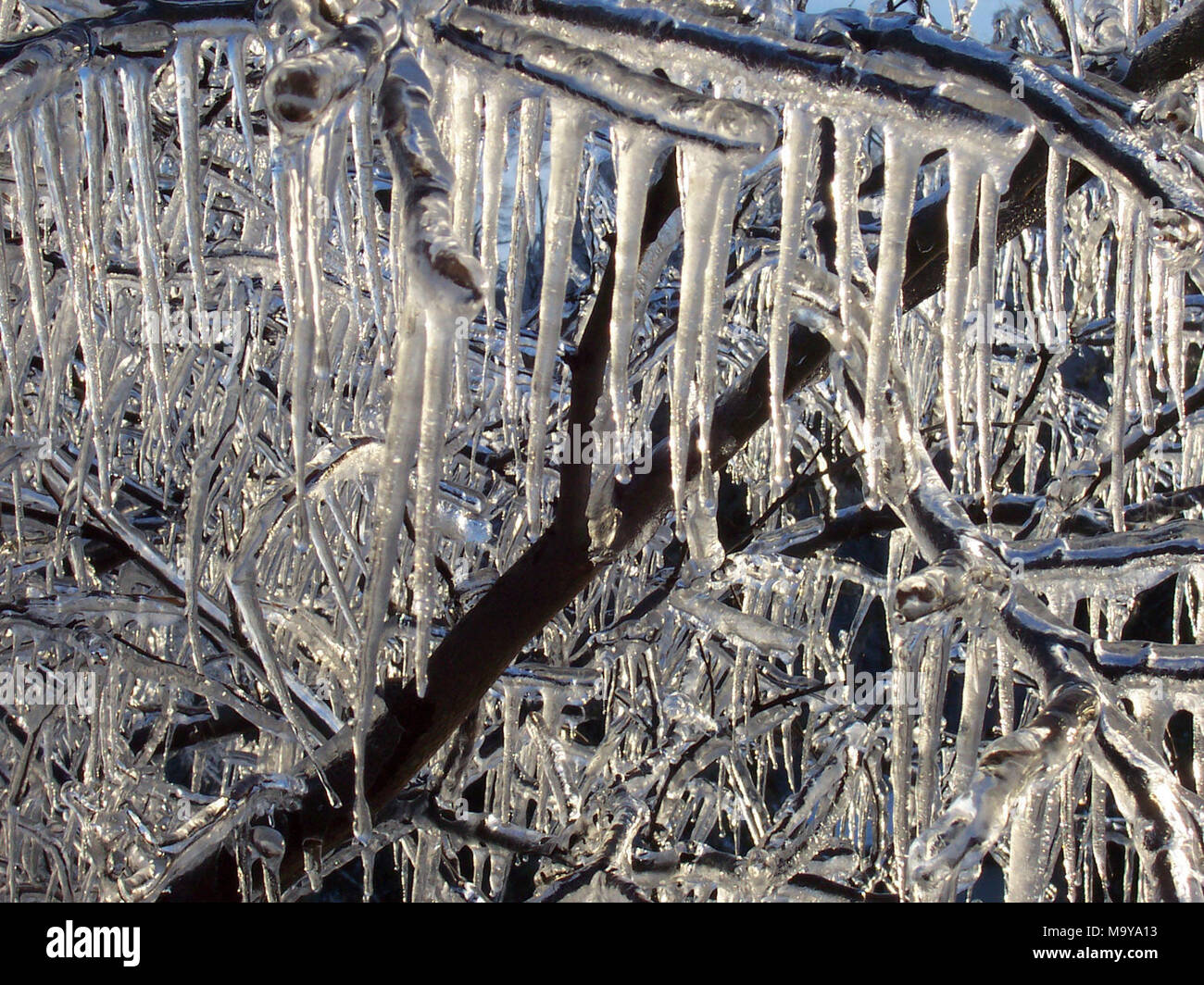 Ice covered trees after a late winter storm Stock Photo - Alamy