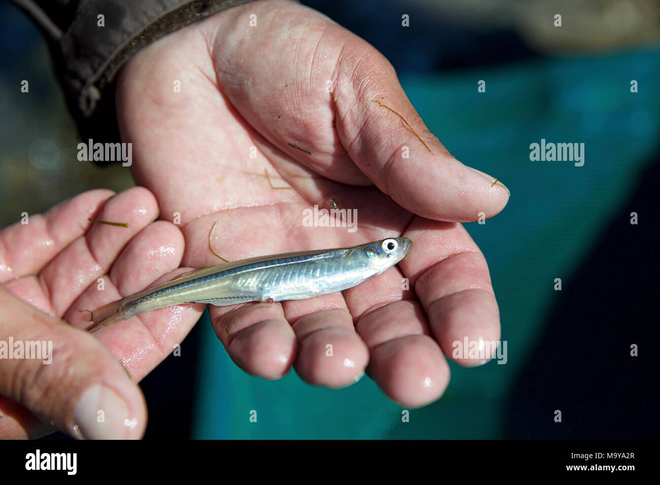Silversides Sacramento Delta