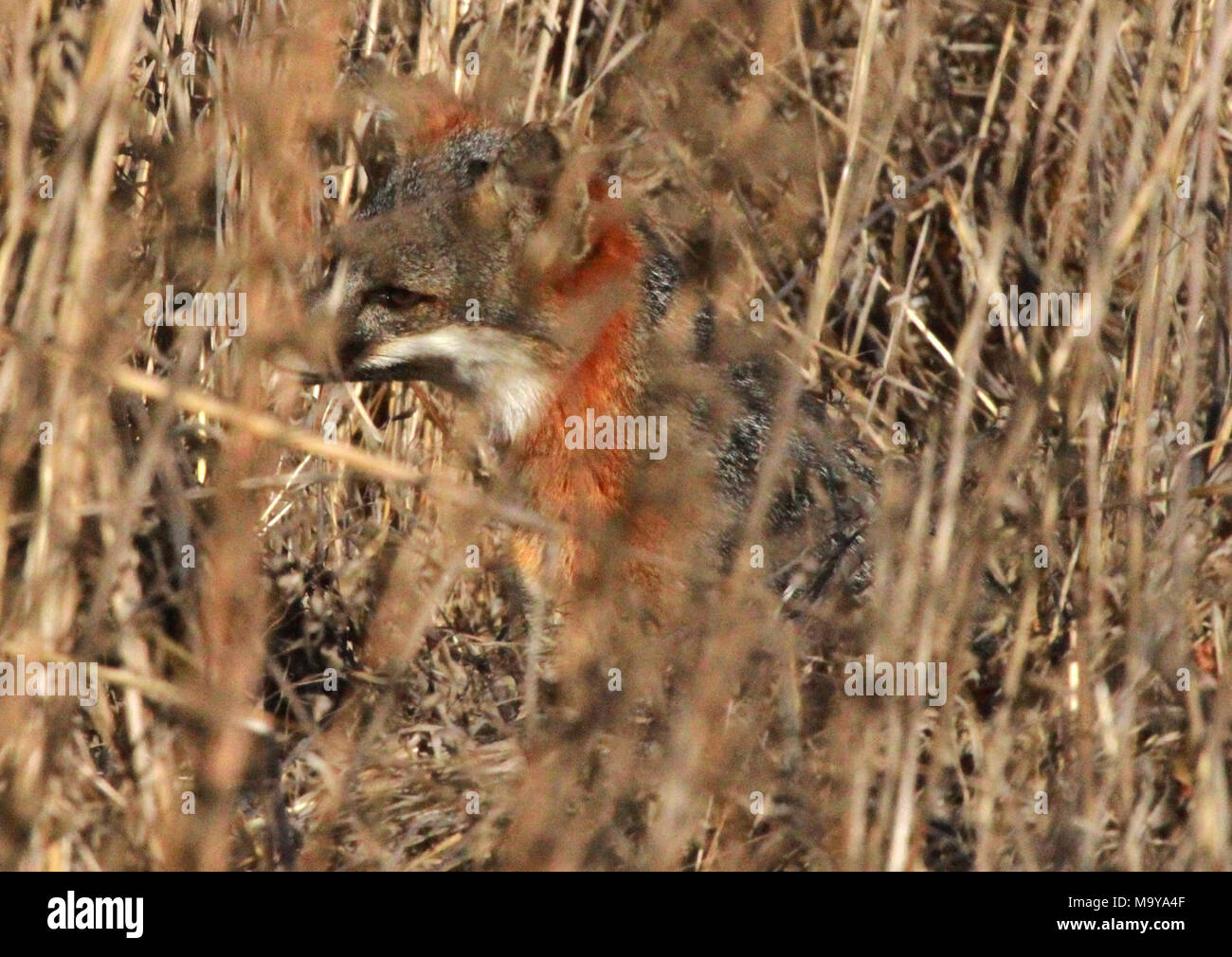 Island Fox on Santa Cruz Island Stock Photo - Alamy