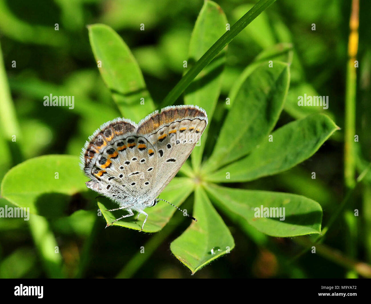 Karner blue butterfly (Lycaeides melissa samuelis Stock Photo - Alamy