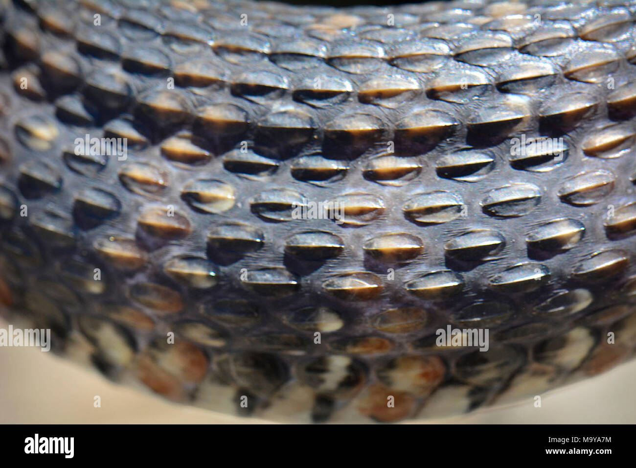 Keeled scales on a southern watersnake Stock Photo - Alamy