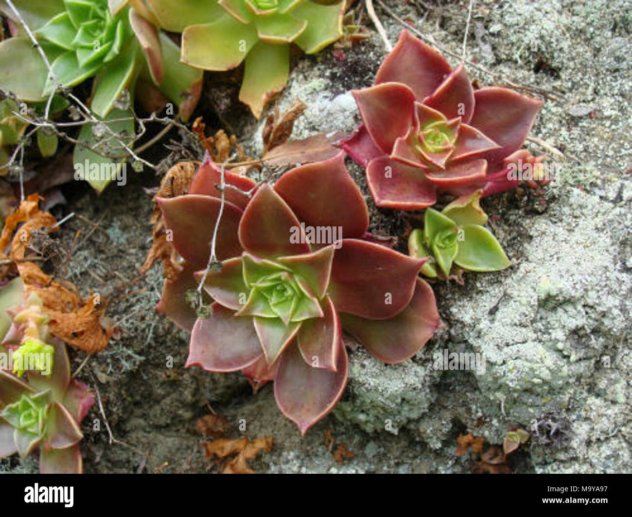 Forever fish hi-res stock photography and images - Alamy