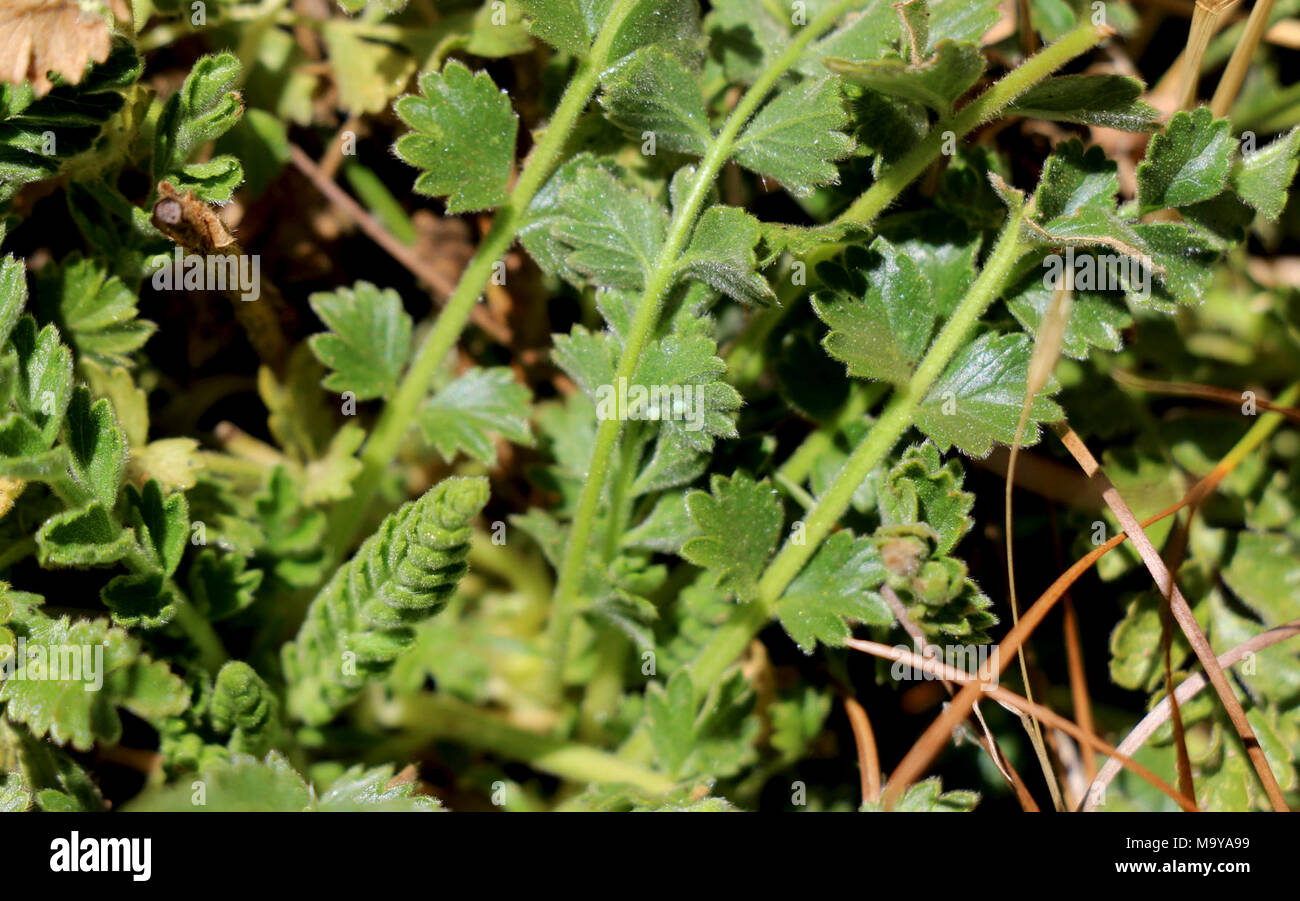 Laguna mountain skipper hi-res stock photography and images - Alamy