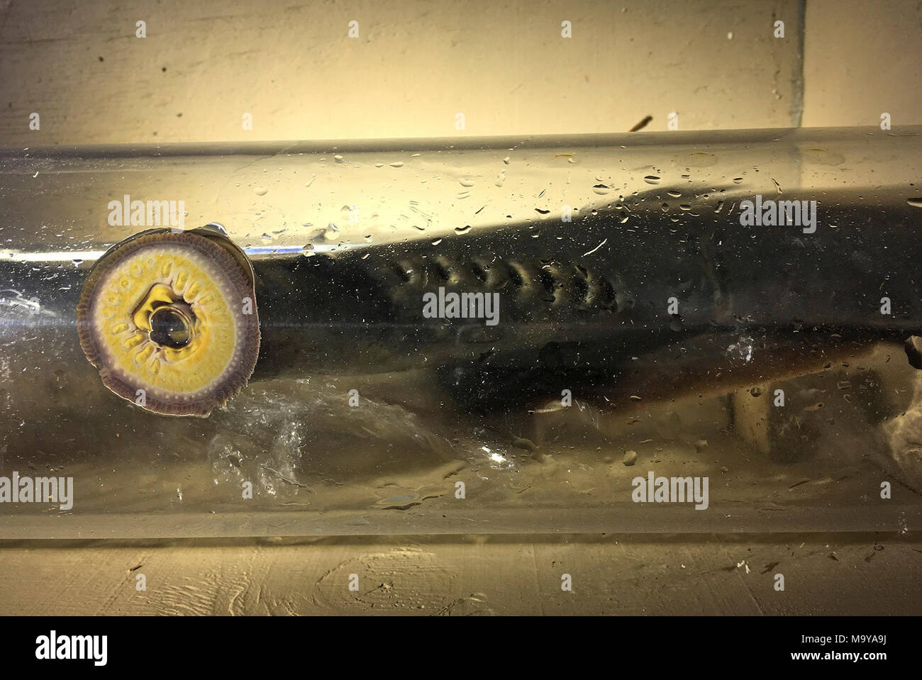 Lamprey-glass-wall-Heil. Pacific lamprey makes its way up a tube at Van ...