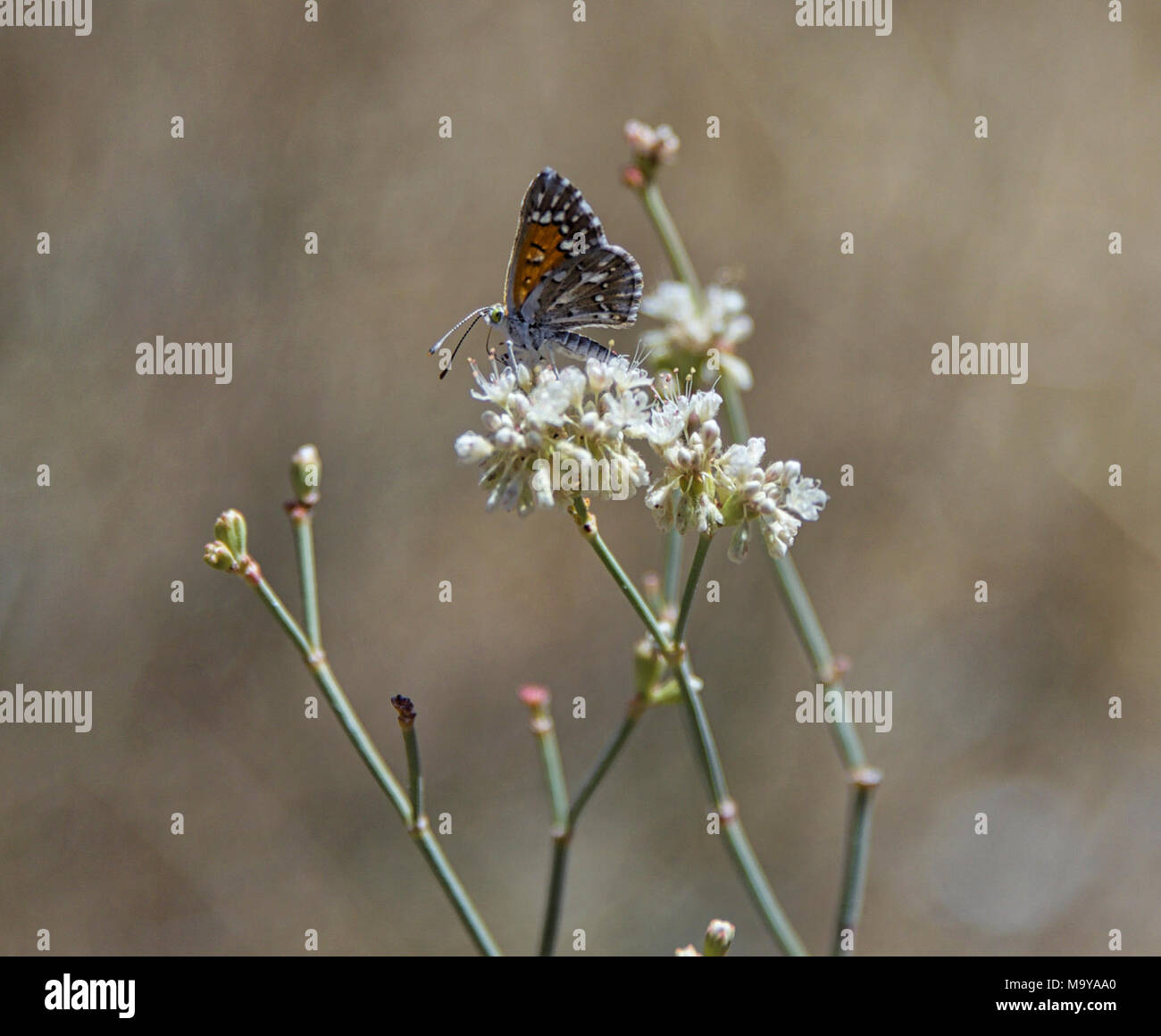 Lange's metalmark butterfly hi-res stock photography and images - Alamy