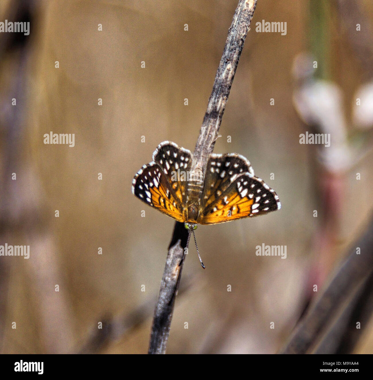 Lange's metalmark butterfly hi-res stock photography and images - Alamy