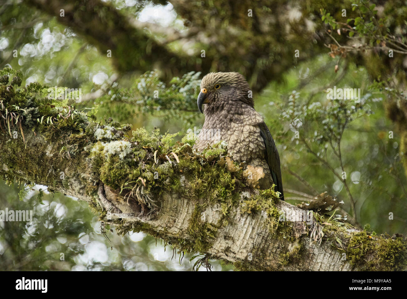 Wild kea (Nestor notabilis) in a tree, Milford Sound, Fjordland, New ...