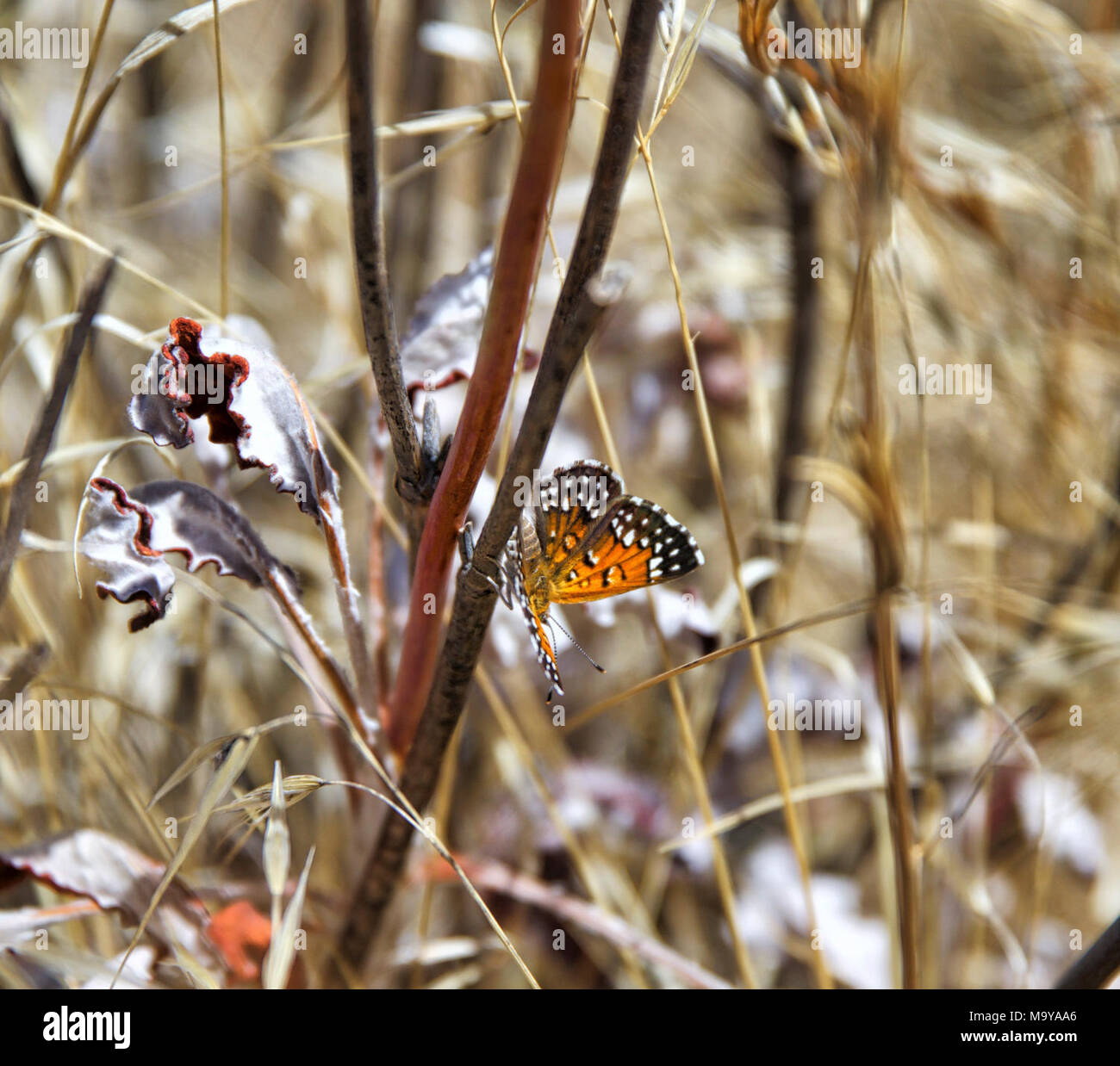 Langes metalmark butterfly hi-res stock photography and images - Alamy