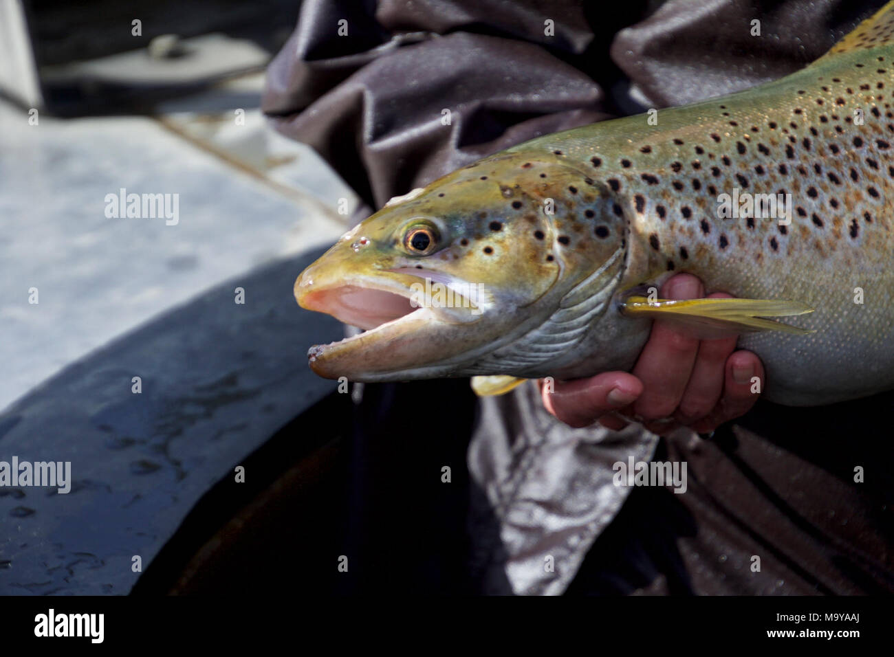 Hatchery Chinook Salmon High Resolution Stock Photography and Images ...