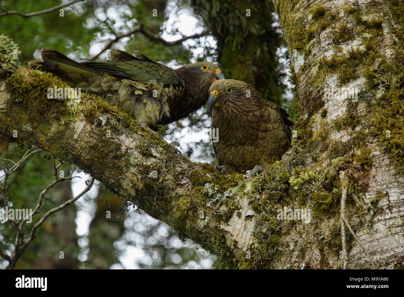 Wild keas (Nestor notabilis) in a tree, Milford Sound, Fjordland, New ...
