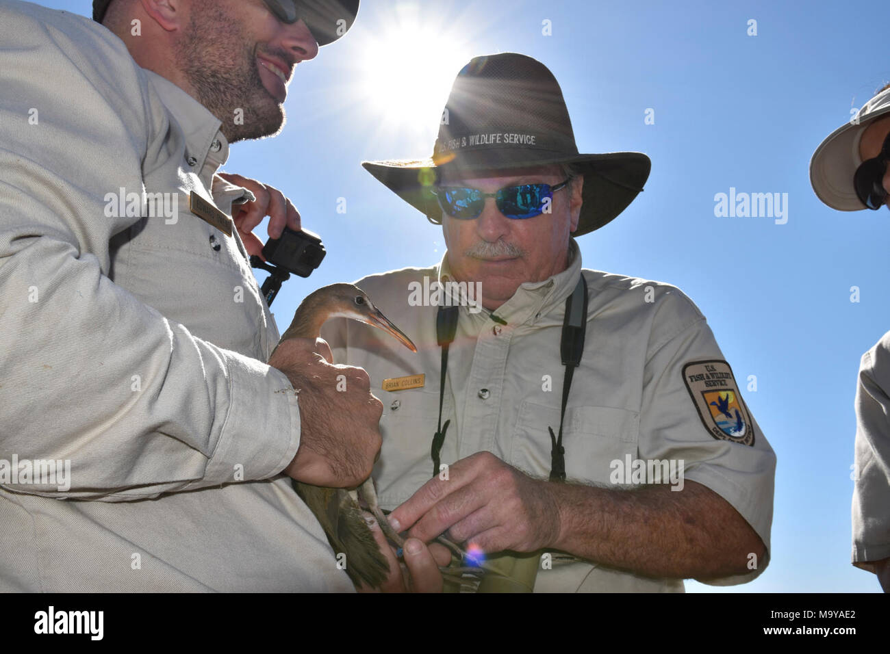 Light footed clapper rail release hi-res stock photography and images ...