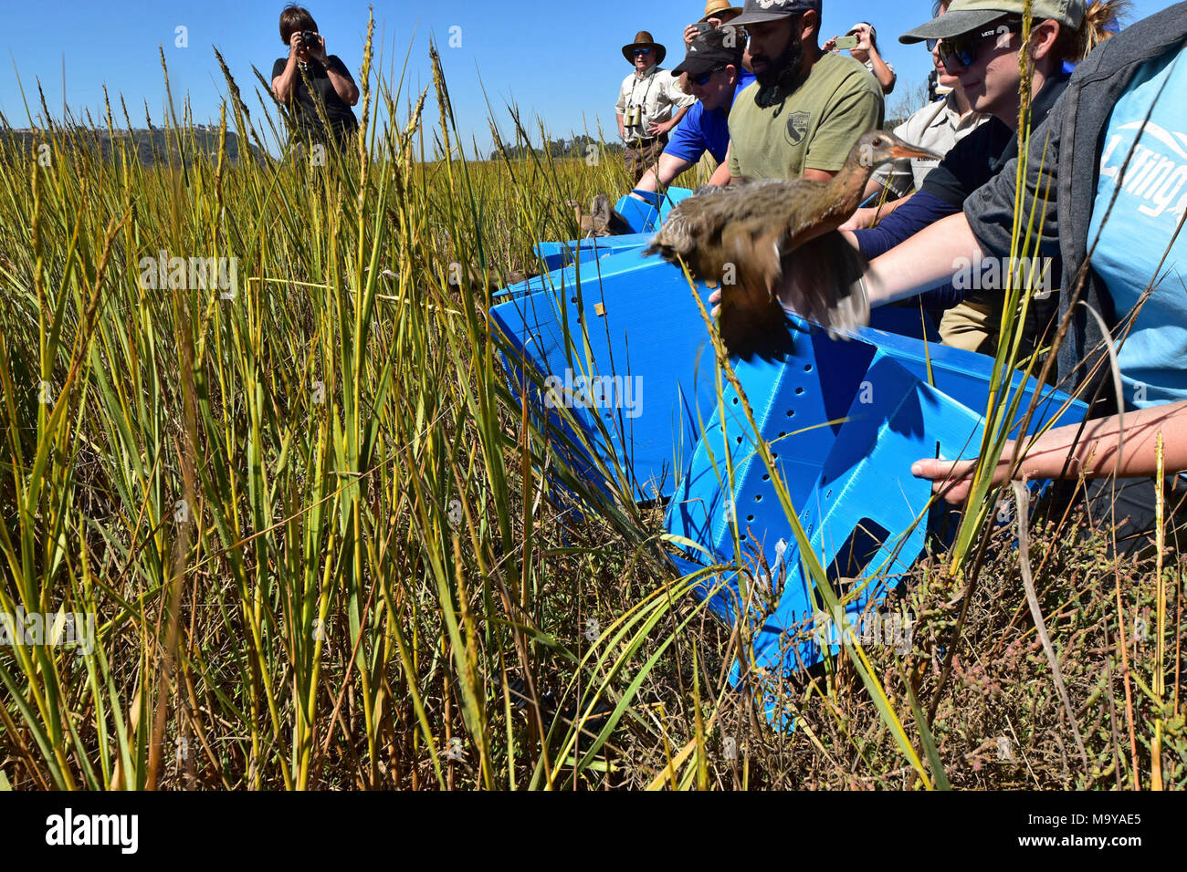 Light footed ridgways rail hi-res stock photography and images - Alamy