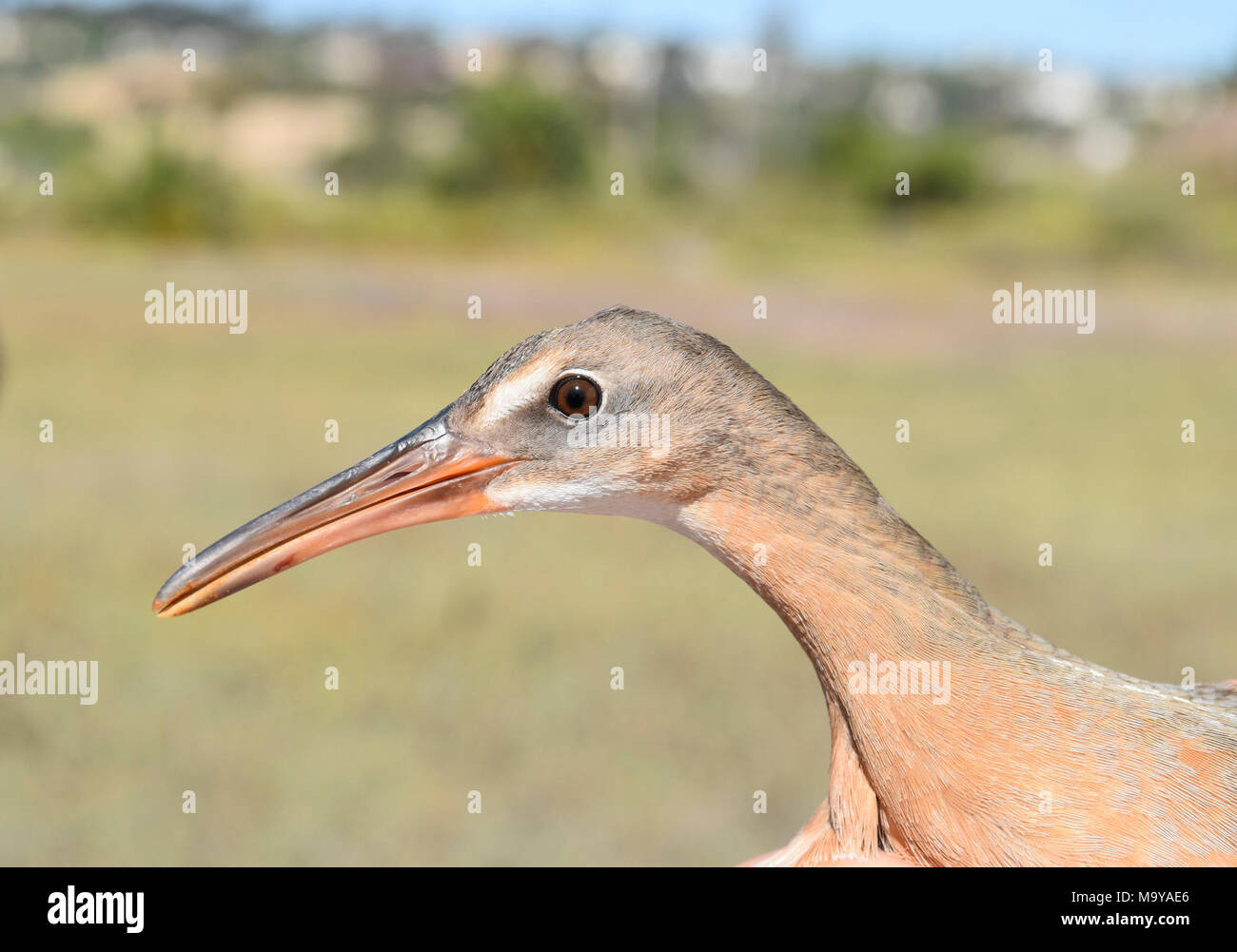 Light footed ridgways rail hi-res stock photography and images - Alamy