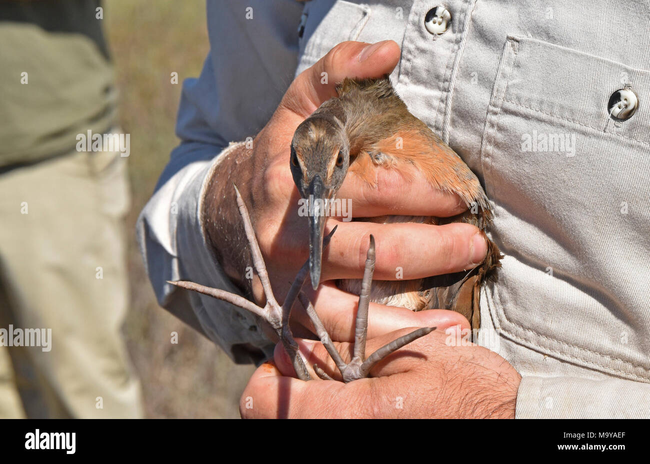Light-footed Ridgway's rail banding and release at Batiquitos Lagoon ...