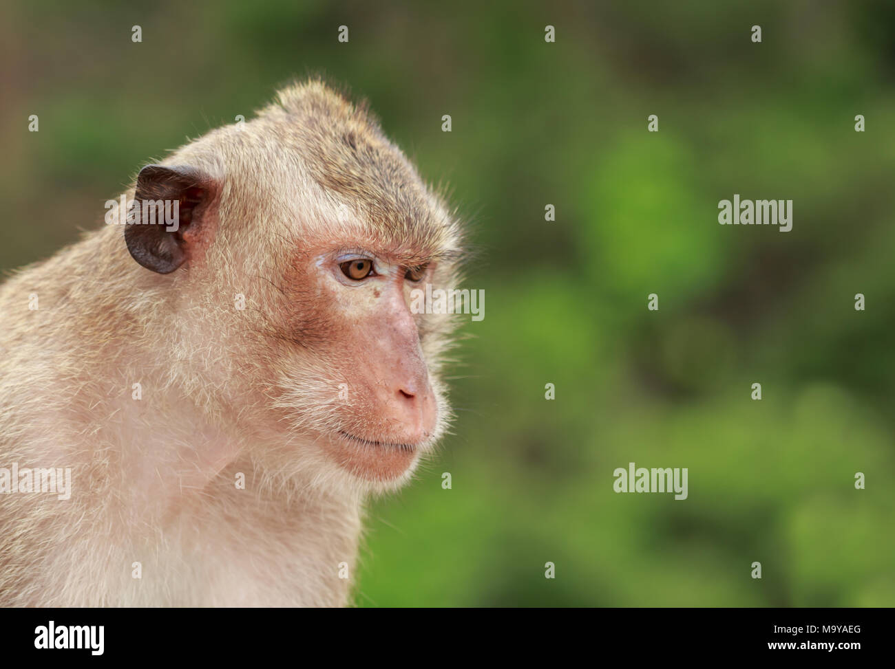 Close up Monkey face Stock Photo - Alamy Close up Monkey face Stock Photo - Alamy