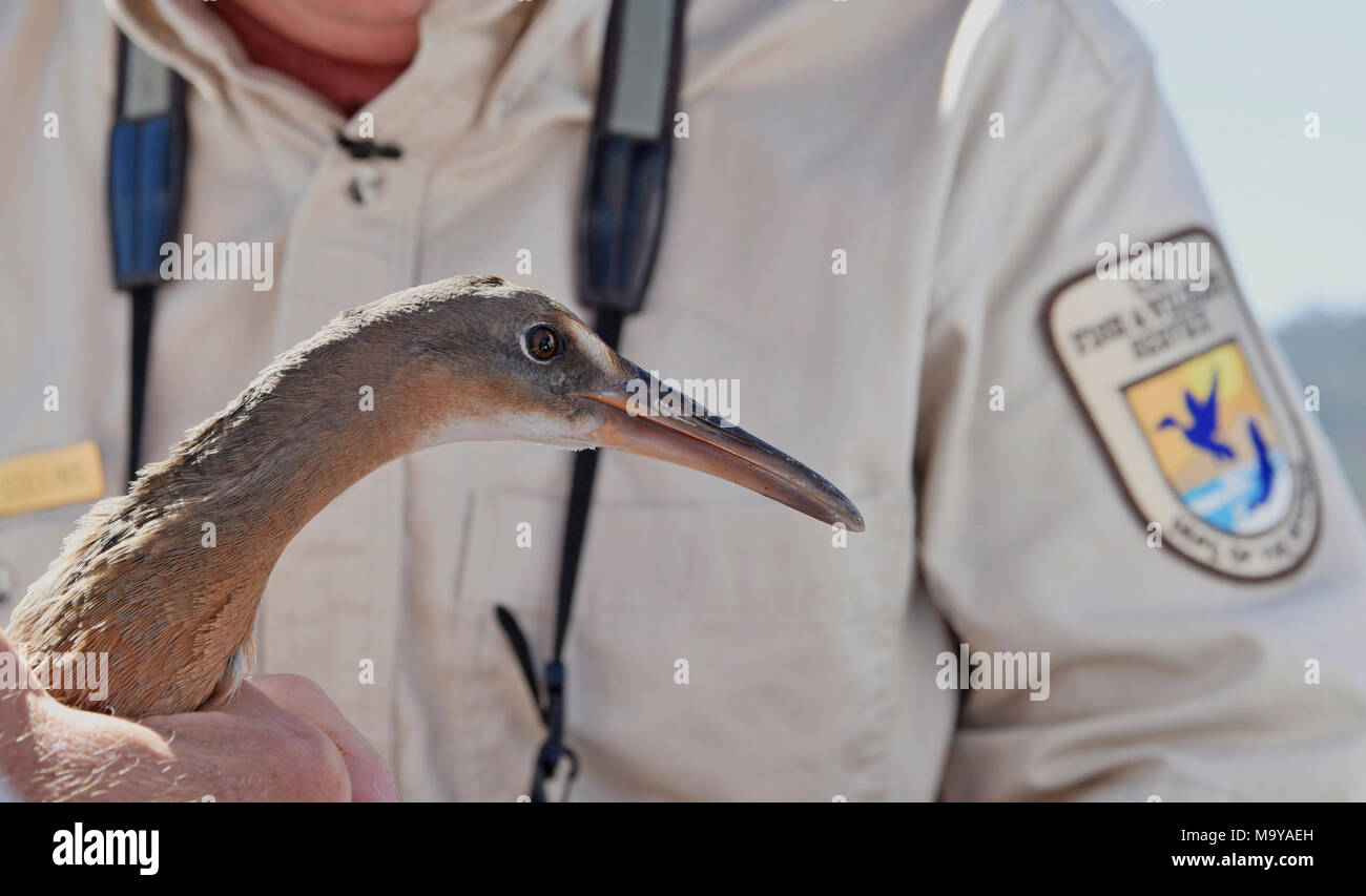 Light-footed Ridgway's rail banding and release at Batiquitos Lagoon ...