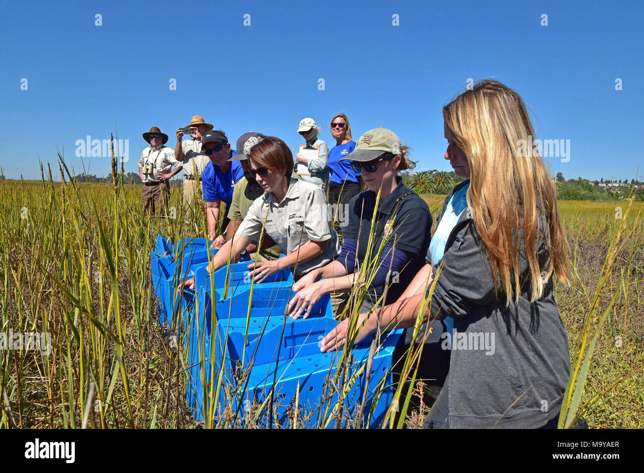 Light-footed Ridgway's rail banding and release at Batiquitos Lagoon ...