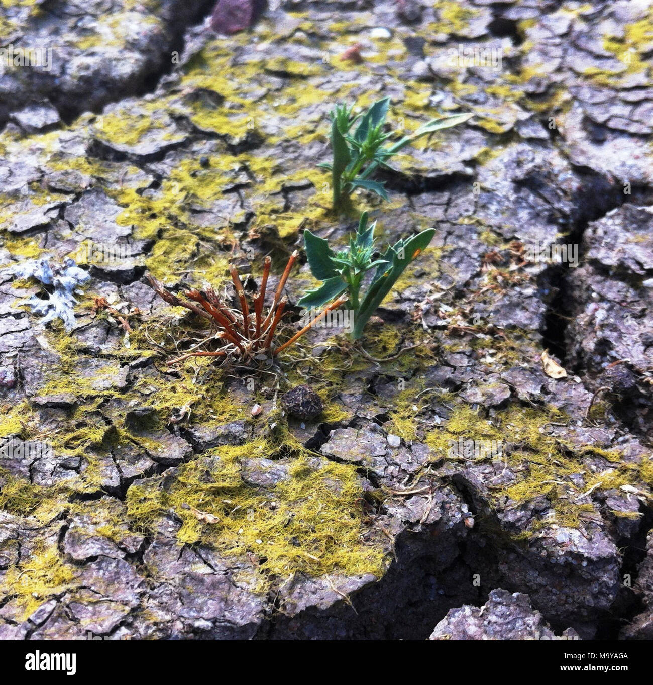 Federally listed plant hi-res stock photography and images - Alamy