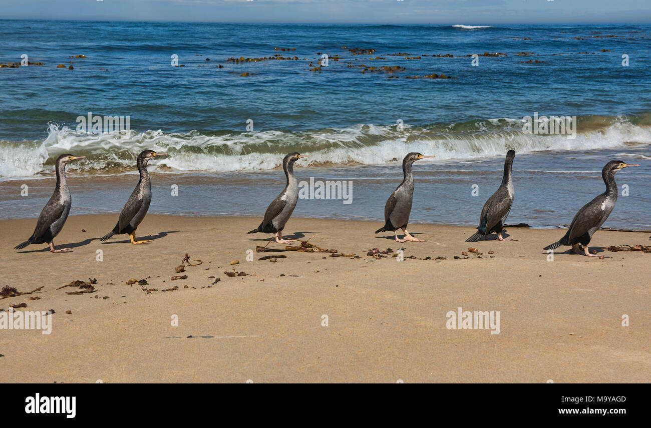 Shag birds hi-res stock photography and images - Alamy